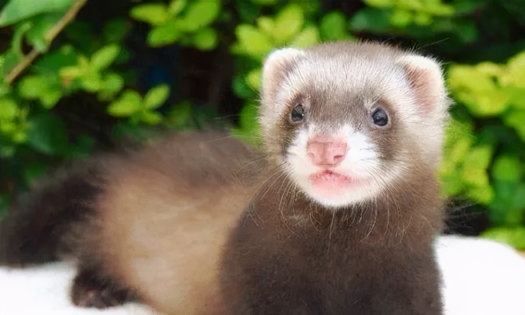 Angelu Mink: This dumb mink is a bit cute, making people willing to be ...