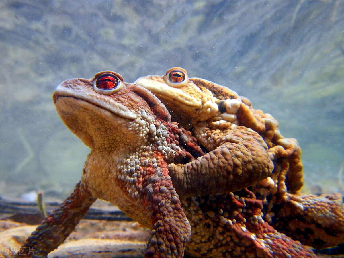 Poisonous or highly toxic, why do Southeast Asians like to eat toad ...