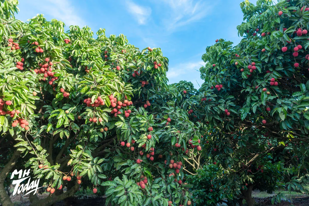 There is a taste of summer, called lychee!Mianhu foodie, how many ...