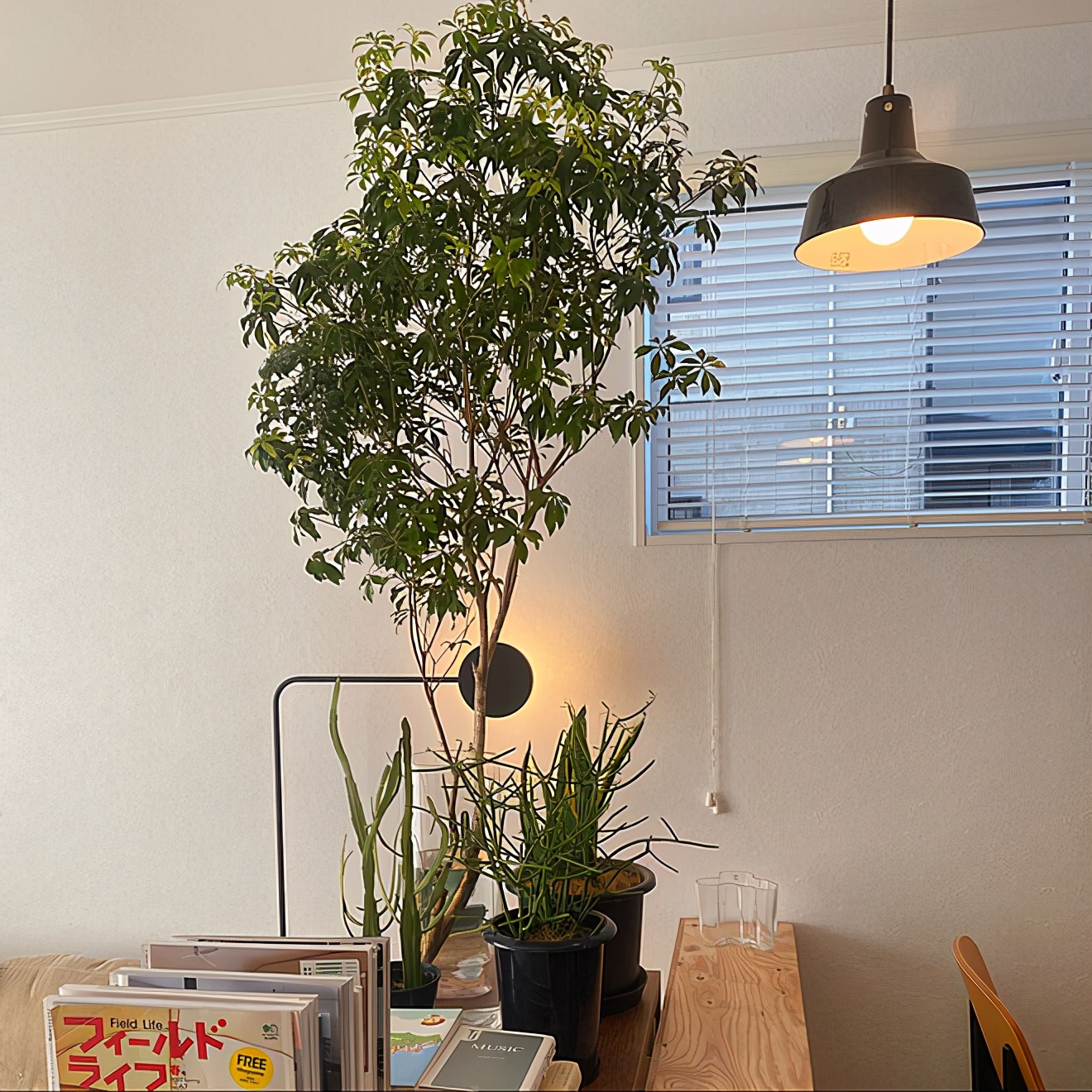 Plant net red Ma Zuimu, why become a small forest in winter? Long ...