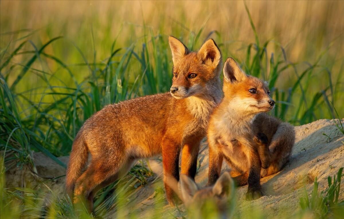 "The grave has no head, the descendants are poor; the fox guards the ...