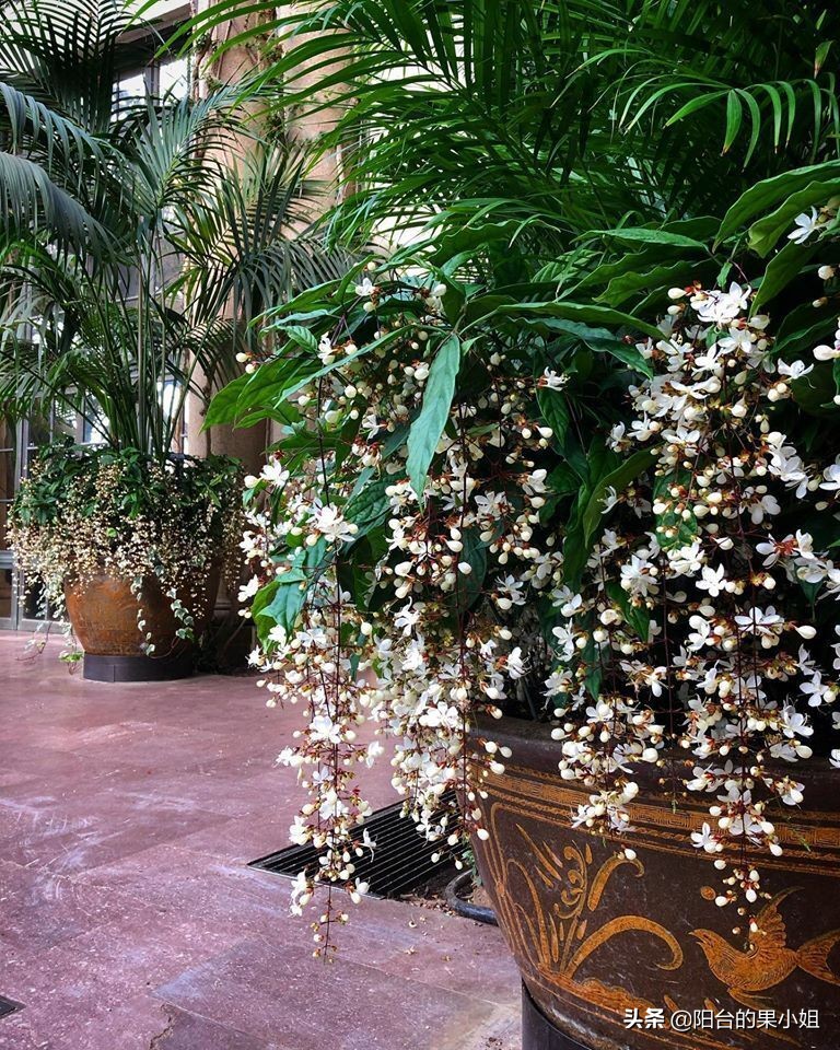 New favorite of winter potted plants: Jasmine weeping - iNEWS