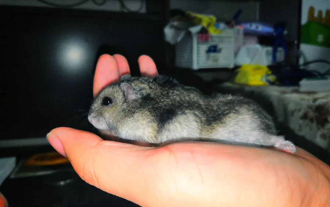 My mother hamster is 60 years old, right? - iNEWS