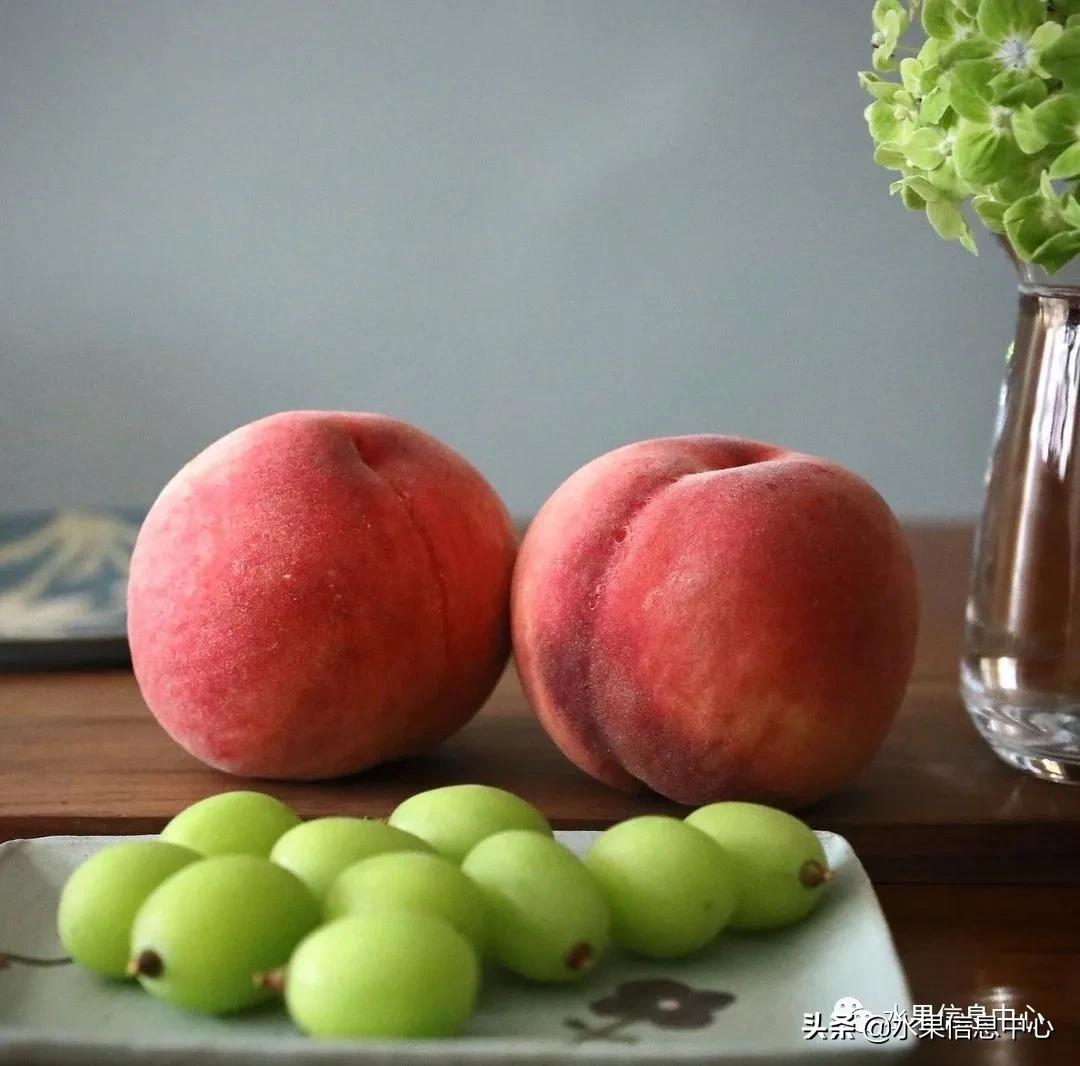 China's common peach origin varieties and time to market - iNEWS