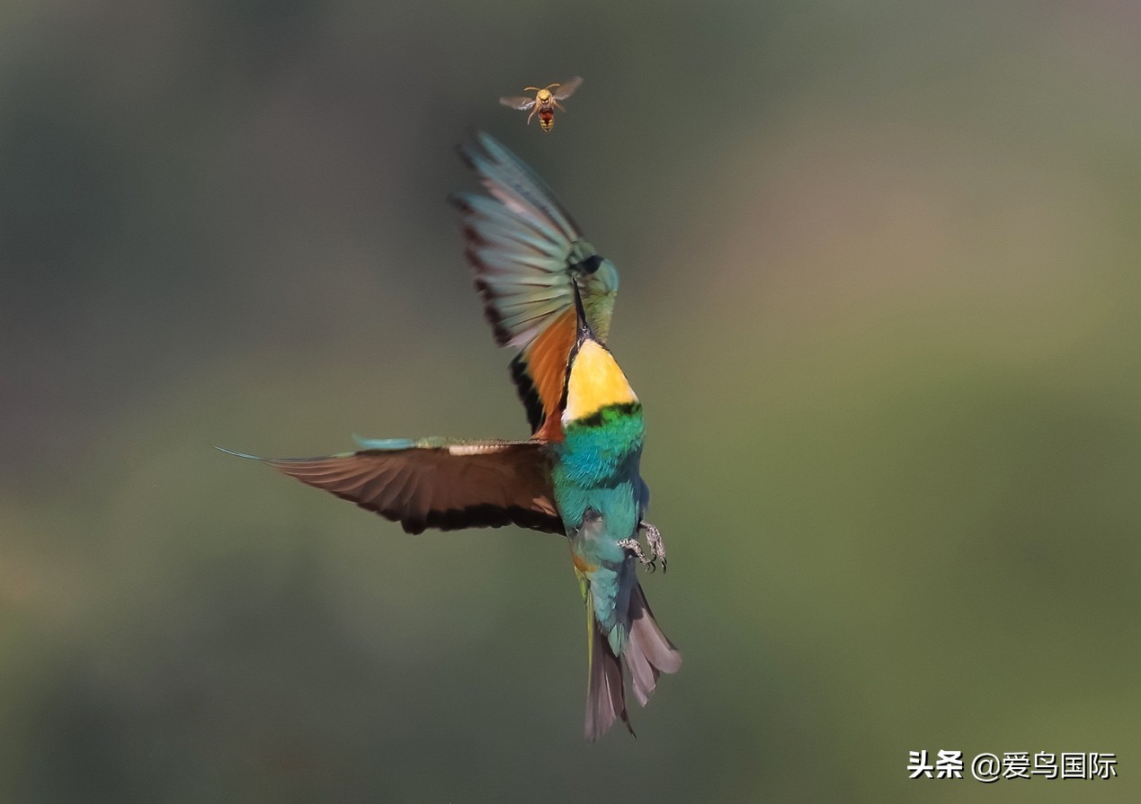 The beautiful hunter yellow-throated bee-eater in the Aventure lens - iNEWS