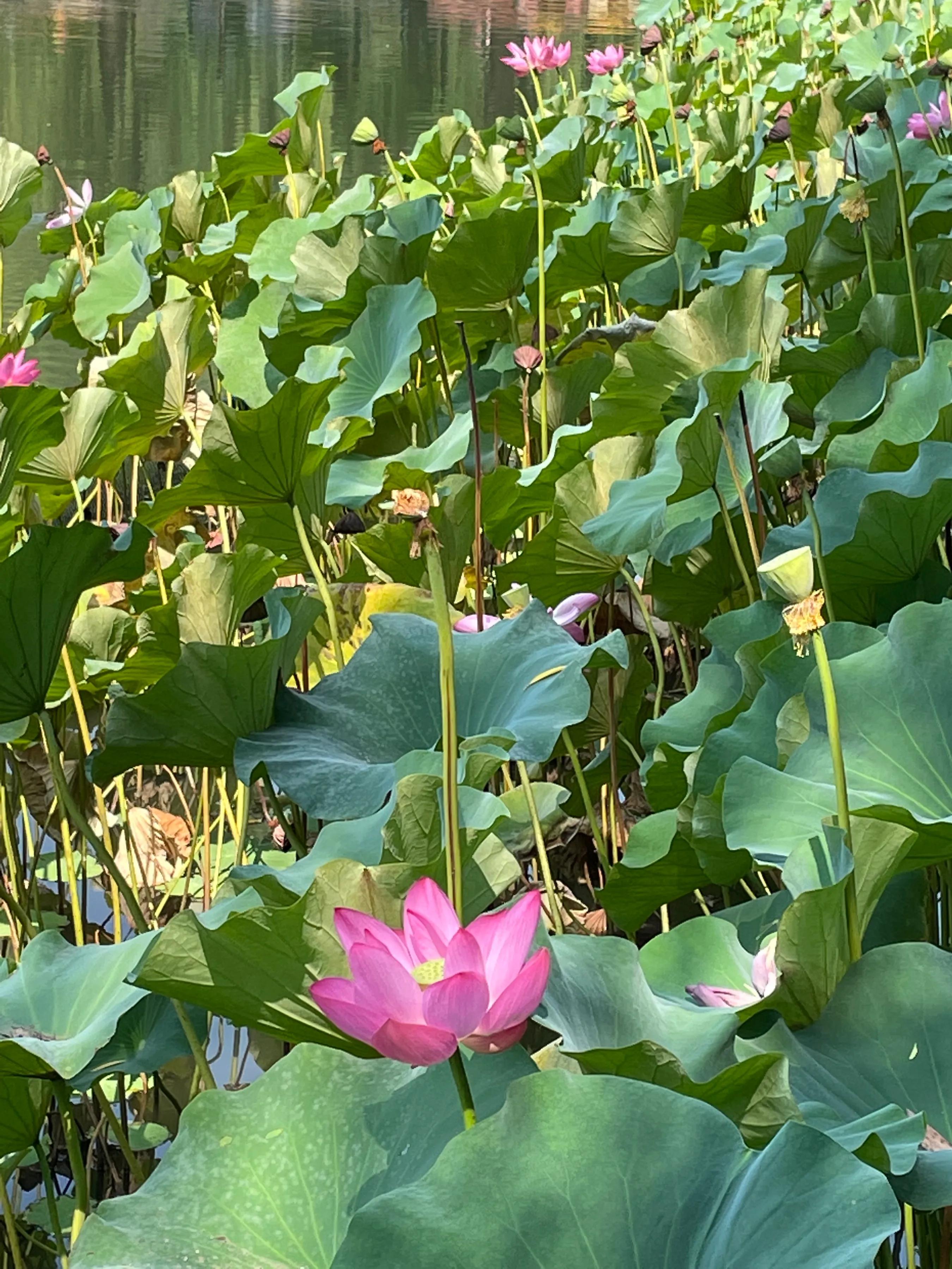 The lotus leaves are infinitely blue and the sun is red, and the lotus ...
