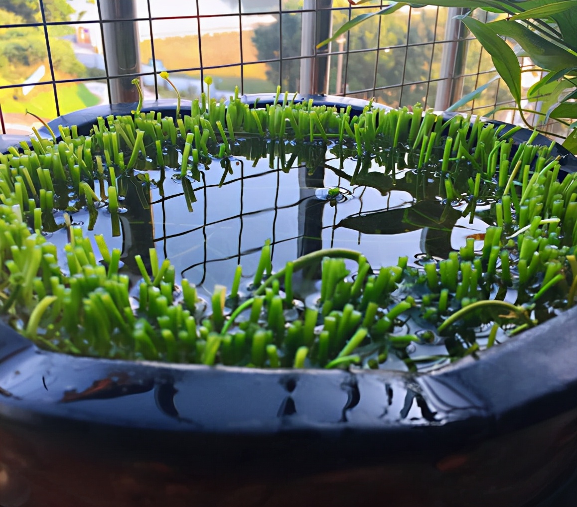 Raising pots of "copper money grass" at home, the wealth is rolling in ...