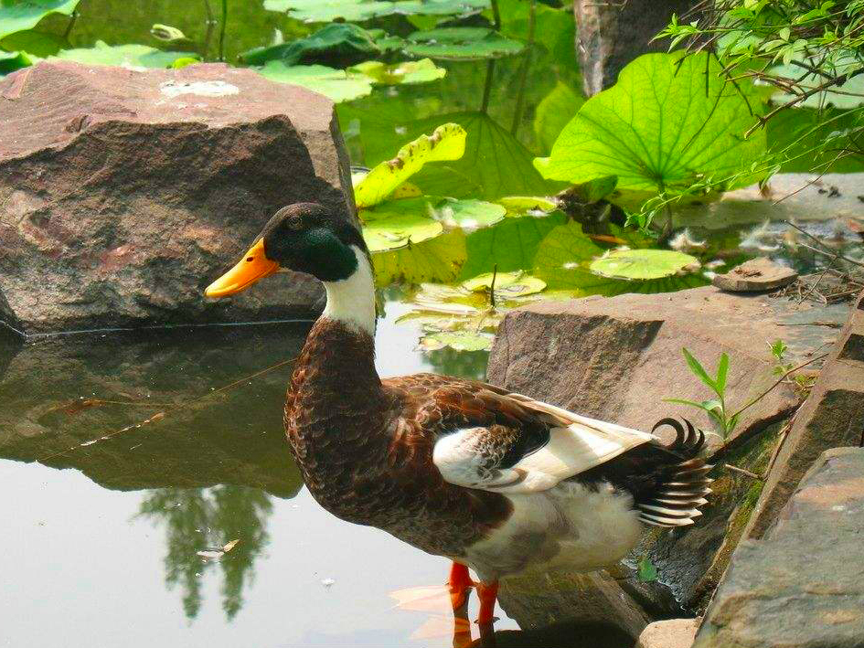 China's top ten famous ducks, after evaluation, these 10 places are ...