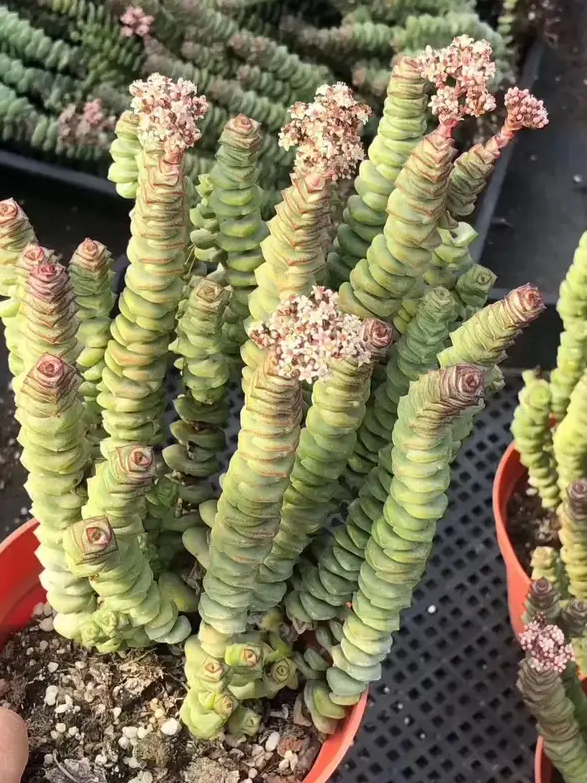 Succulent "money skewers", string small copper coins, do these 3 points ...