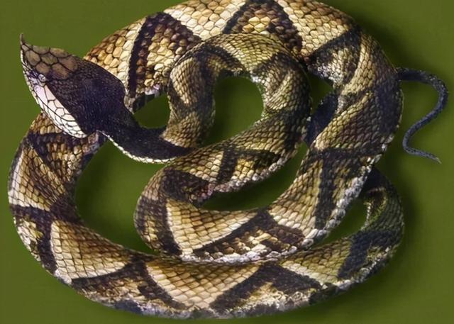 A Simple Book of Yunnan Venomous Snakes～Five Step Snake - iNEWS