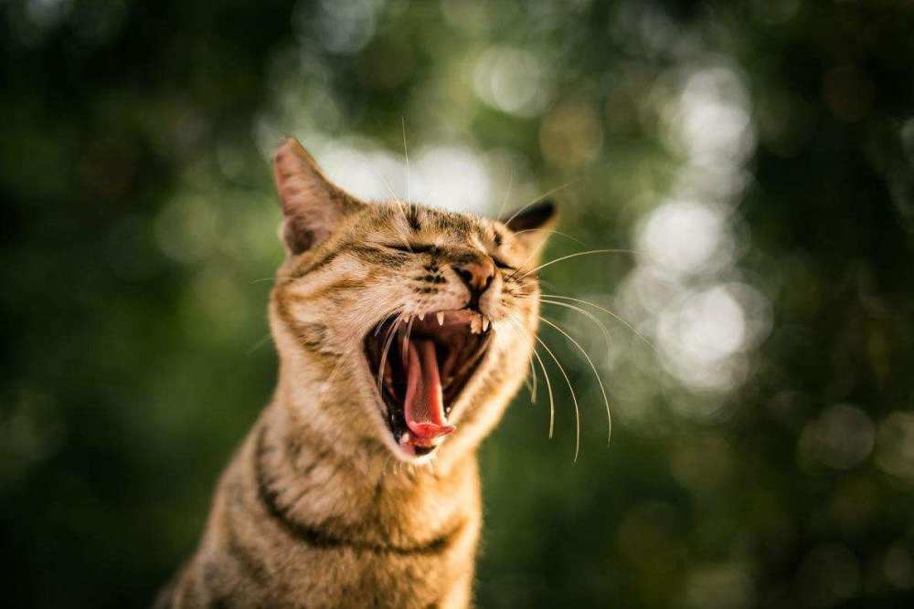 Why do male cats grow barbs and scratch their females when they ...