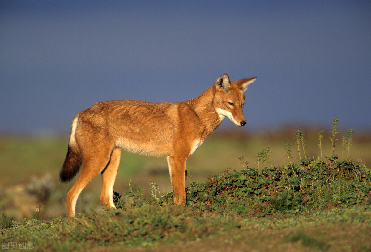 Life is suffering!Wolves eat meat, but Ethiopian wolves are reduced to ...