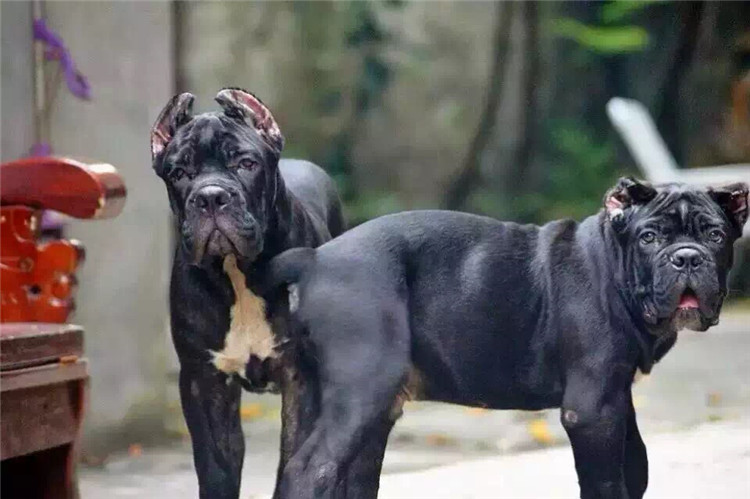 The ten most ferocious dogs in the world, the Tibetan Mastiff can only ...