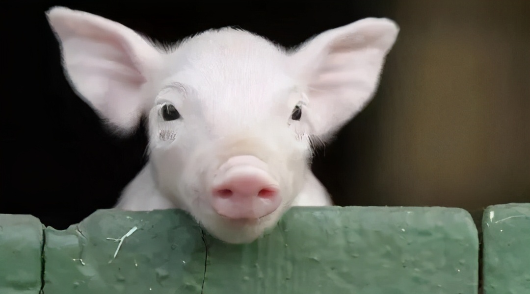 Imported pork has a weird smell, is it really because foreign pigs are ...