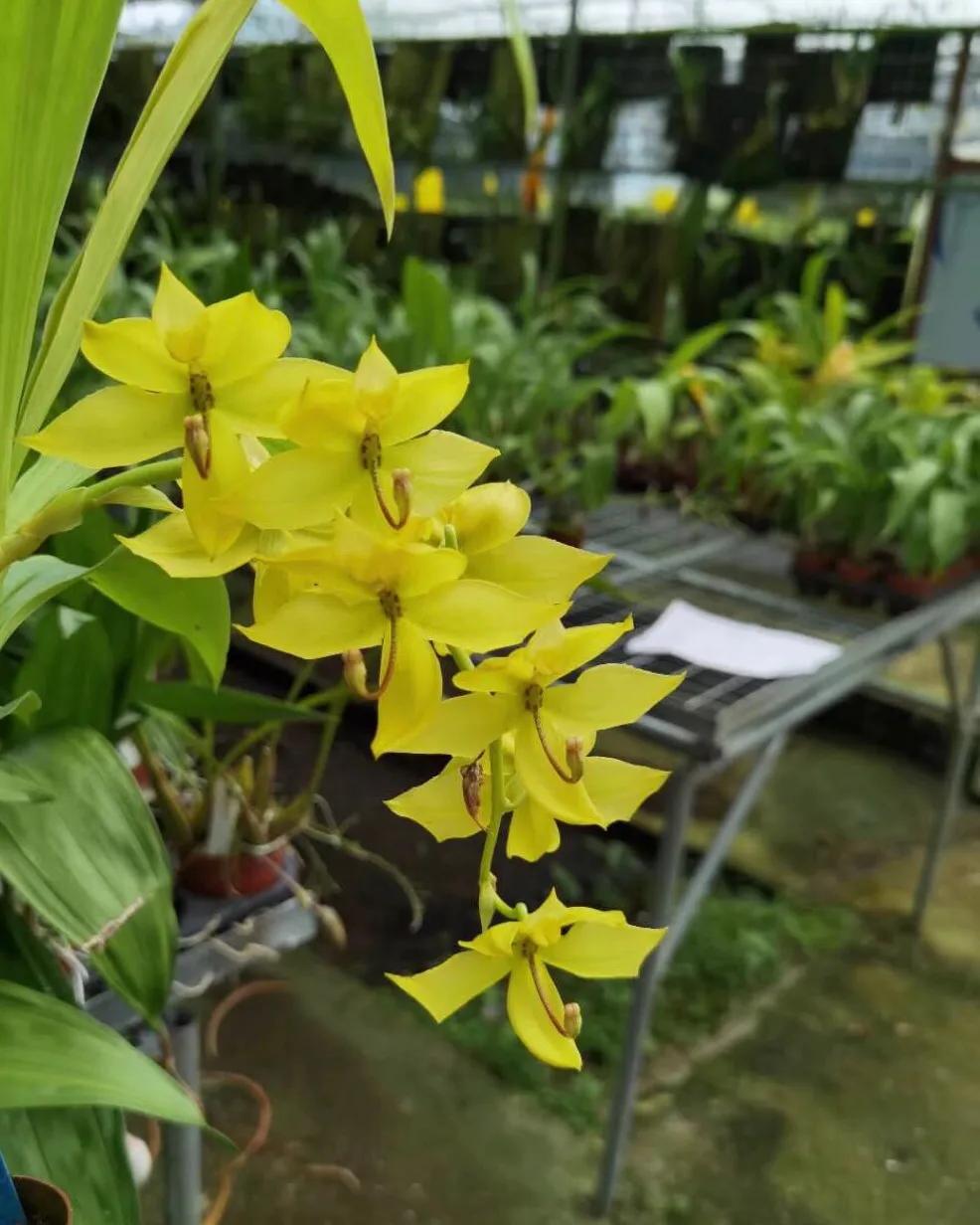Swan orchid that makes people fall in love at first sight - iNEWS