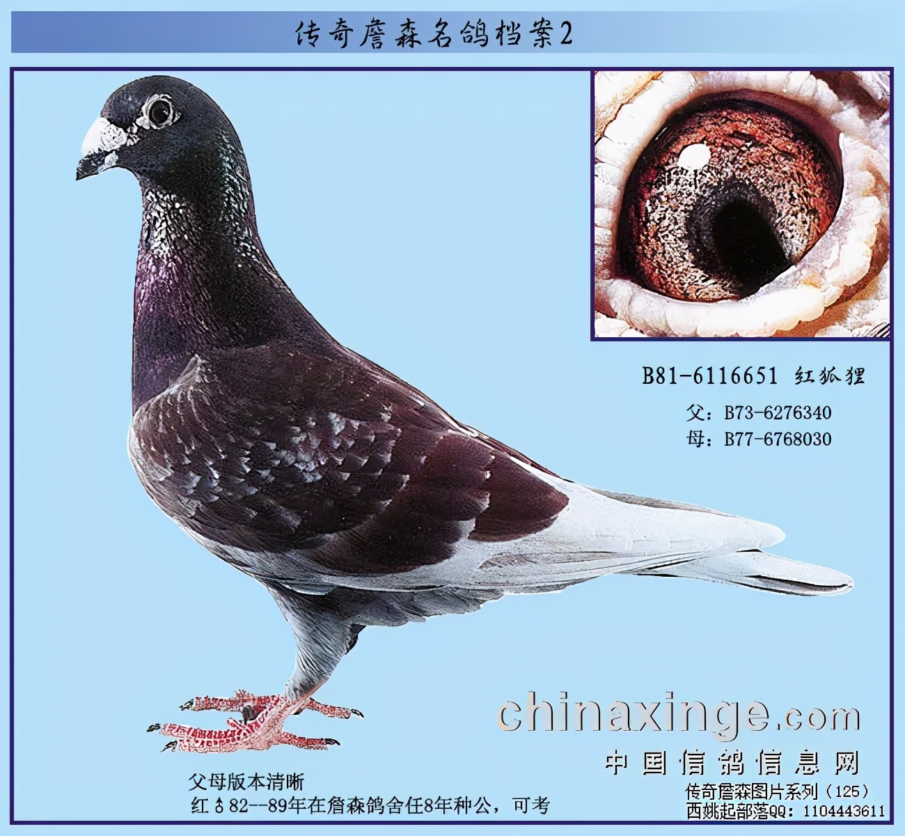 The legendary Jansen Big Ming pigeon "81 Red Fox" - iNEWS