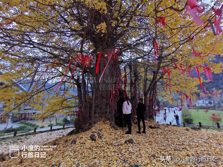 Deep in the Qinling Mountains, one of the oldest ginkgo trees in China ...