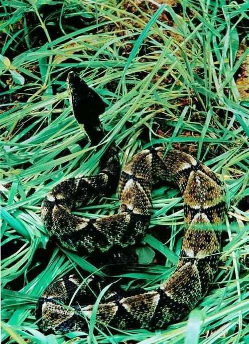 A Simple Book of Yunnan Venomous Snakes～Five Step Snake - iNEWS