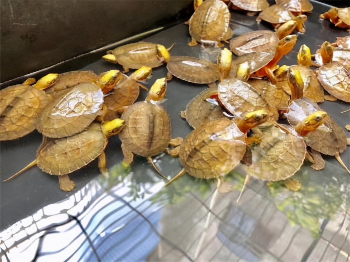 The cost price of Wanguiling paste is more than 100,000 yuan. Question ...