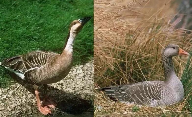 The woman took the goose egg and was chased and bitten by a big goose ...