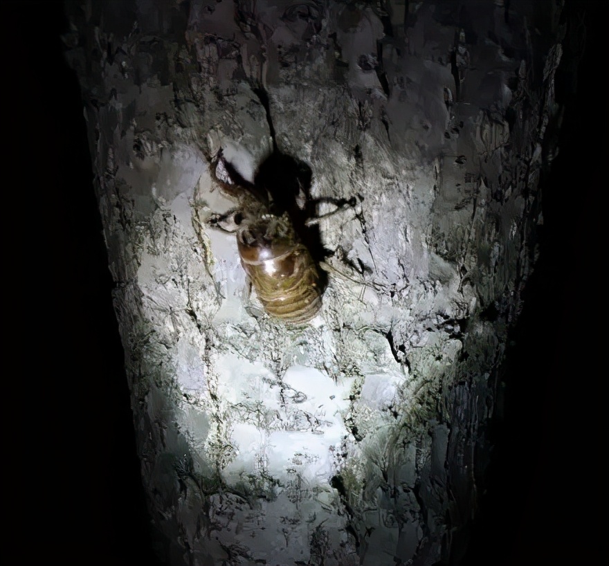 I finally know why Tang Seng is Jin Chanzi reincarnated - iNEWS