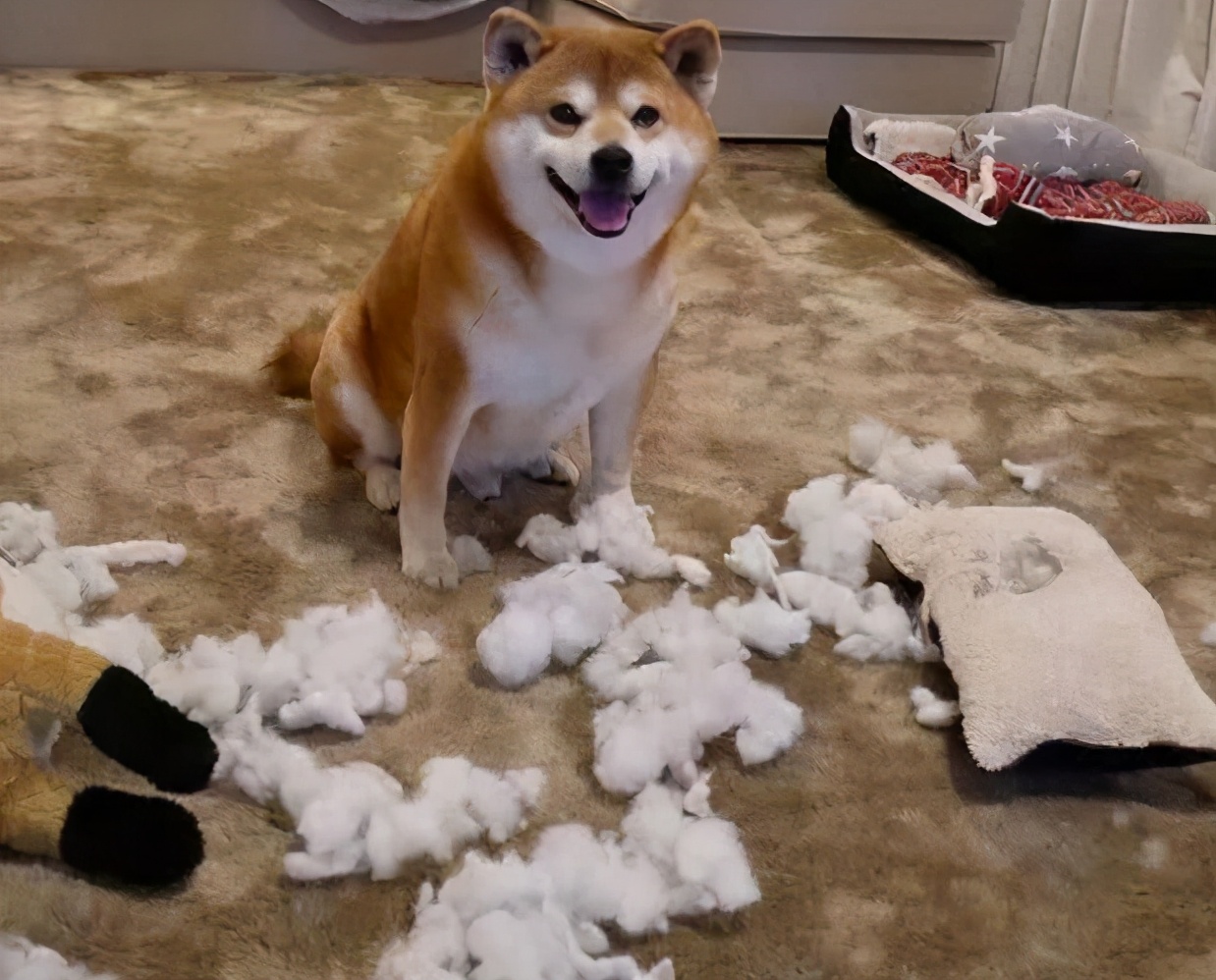 Those who dare to raise these famous "demolition dogs" are all warriors ...