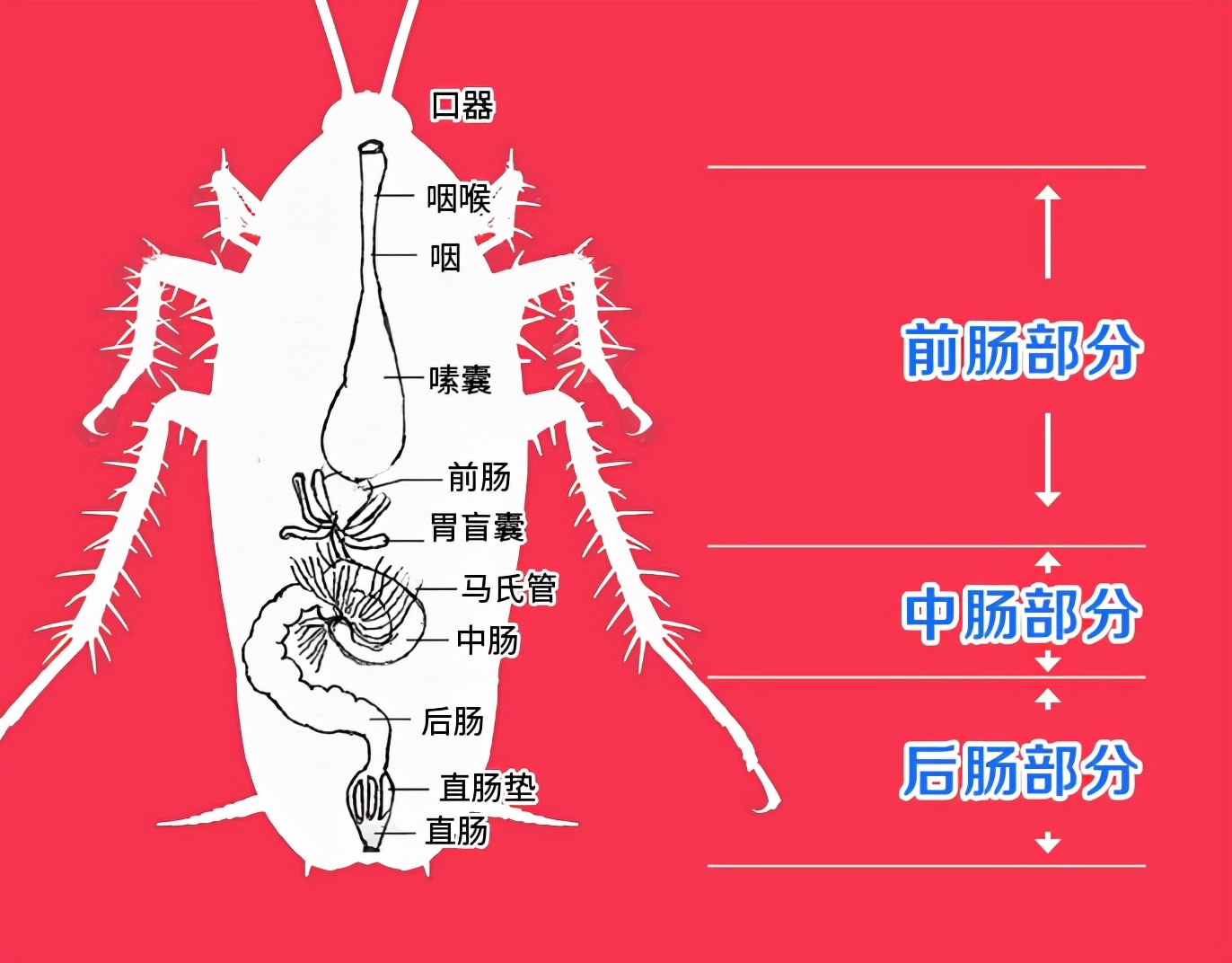 How amazing is the internal composition of cockroaches? - iNEWS