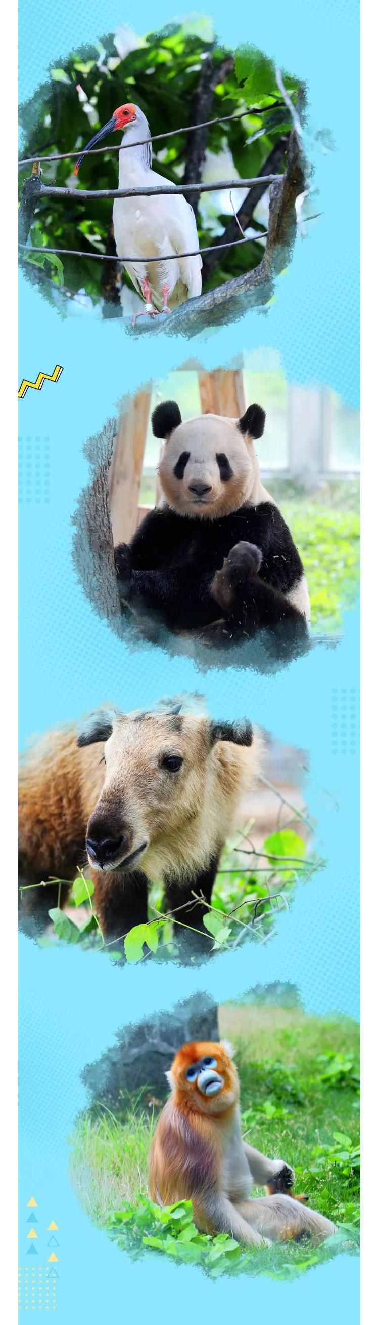 The cute beast should also be a good "host". The Four Treasures of ...