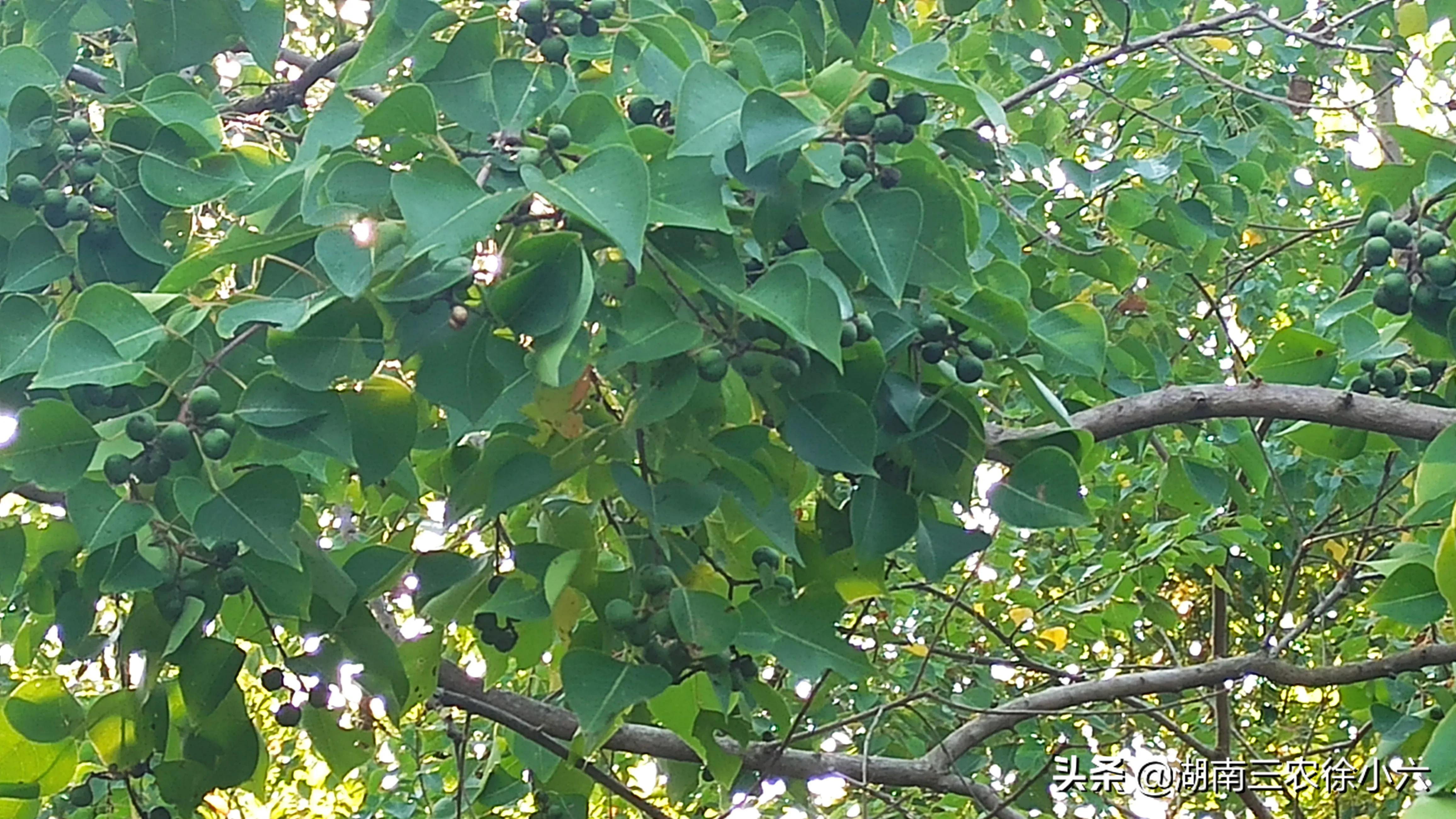 Hunan has discovered a century-old Chuanbei tree, and it bears a lot ...