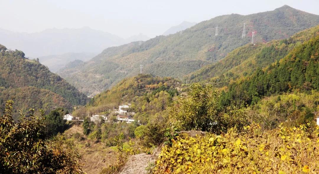 Lychee Road Style - iNEWS