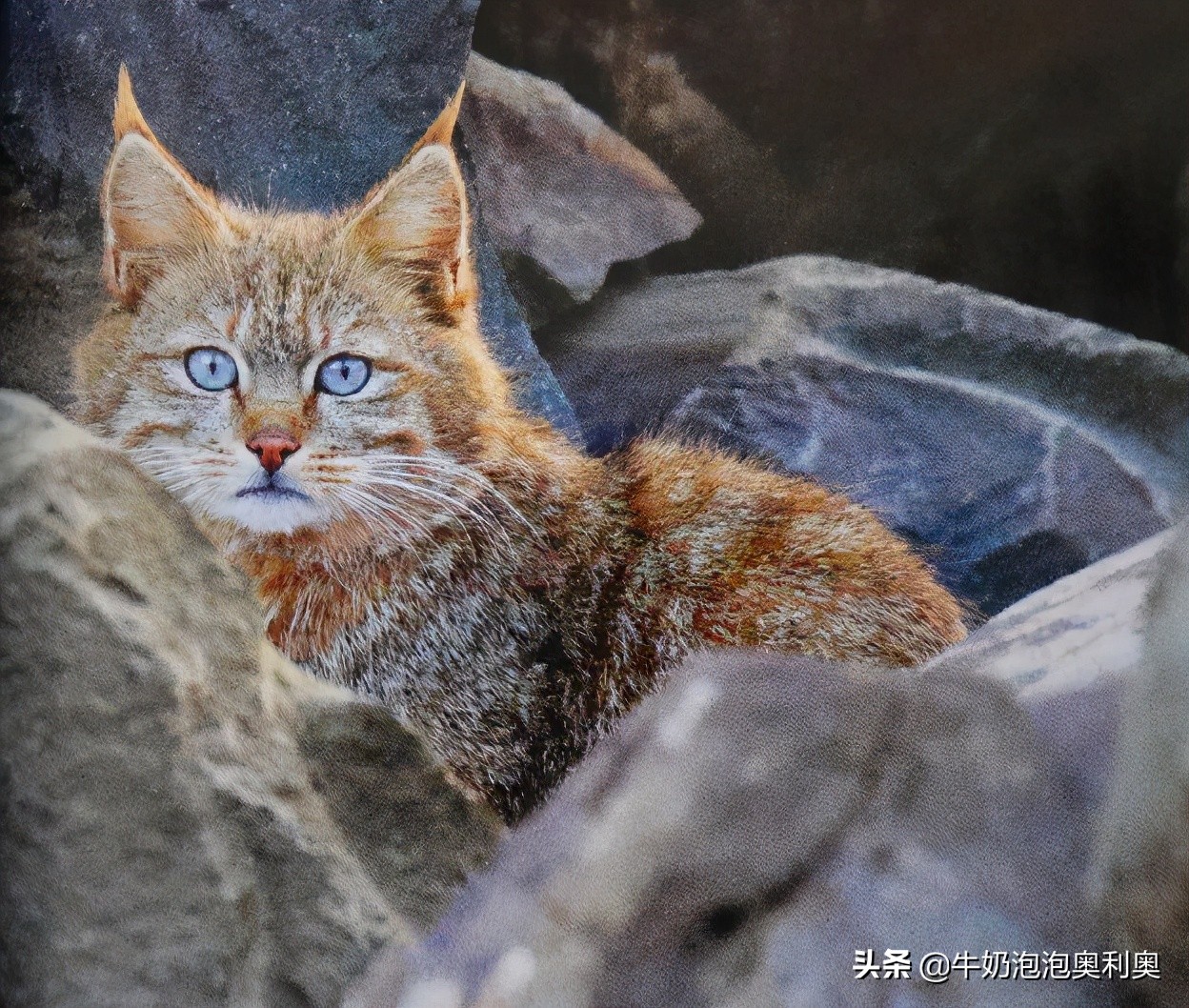 China's truly unique breed of cat-desert cat - iNEWS
