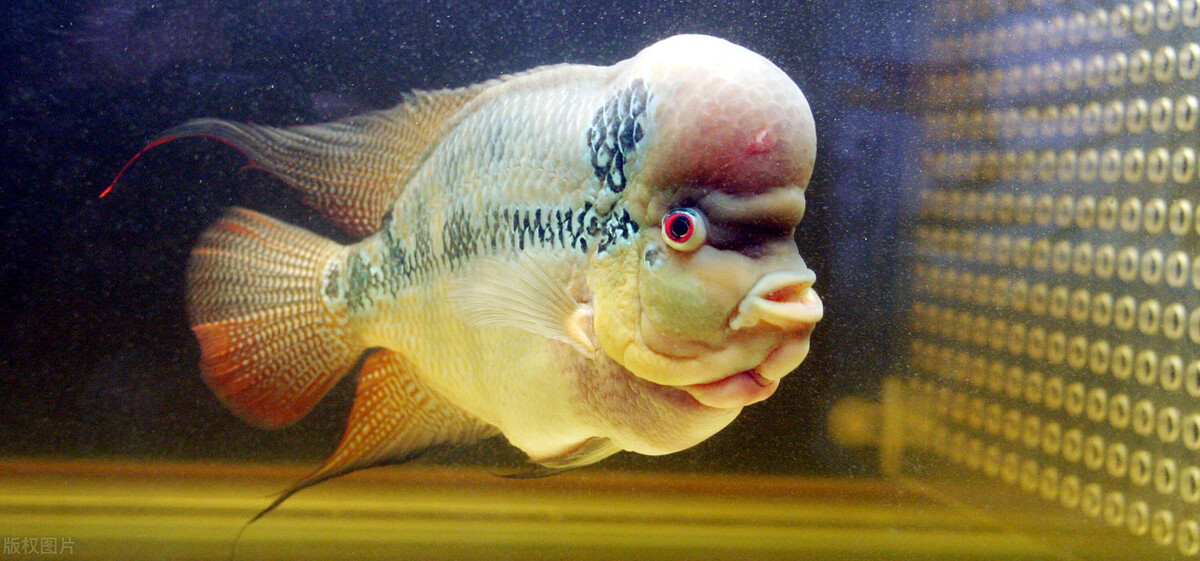 How to raise Luohan fish?Divided into 3 stages to raise, not only good ...