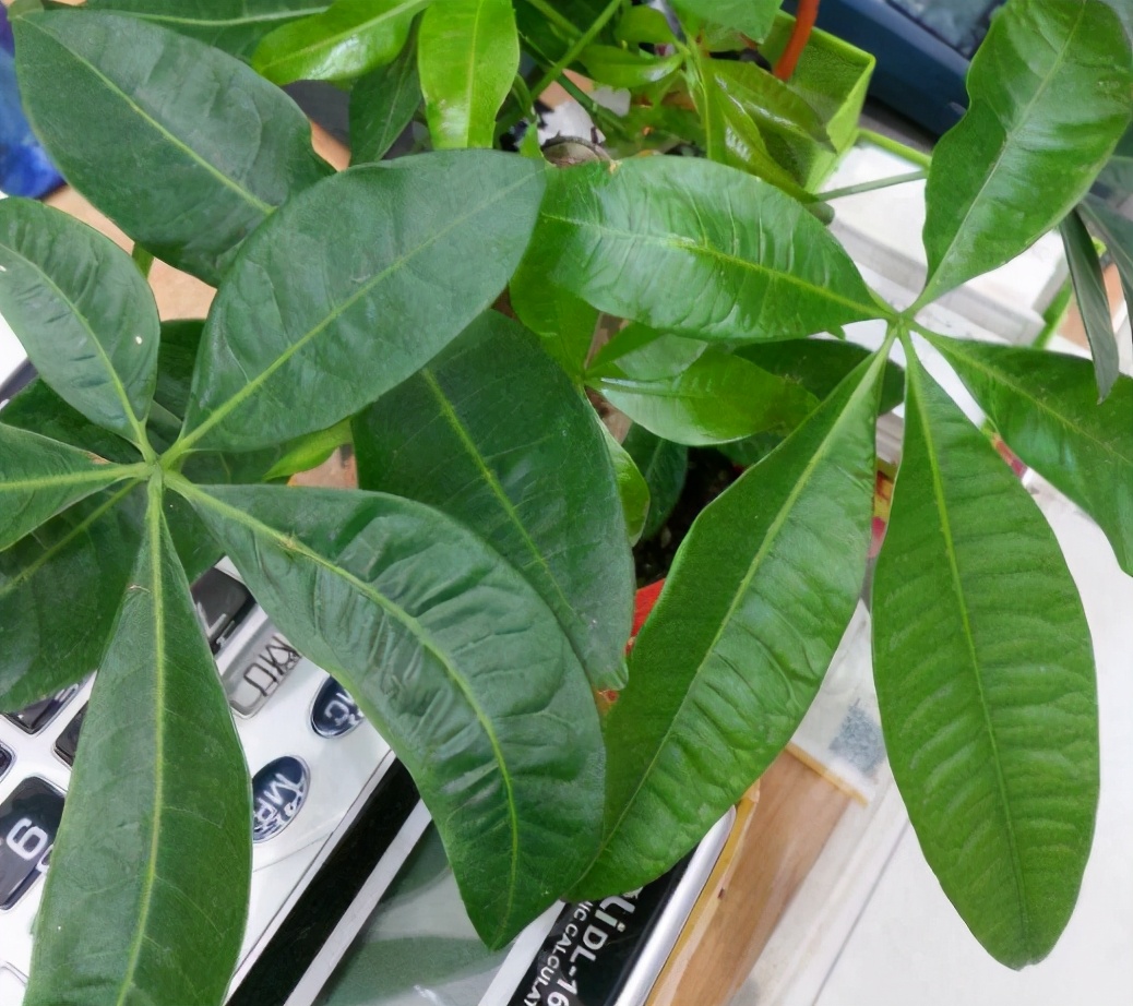 Do you cultivate a fortune tree? Here to teach you the "evergreen ...