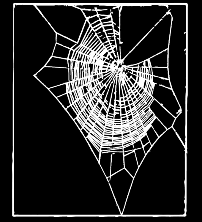 NASA's alternative spider web weaving experiment allows spiders to ...