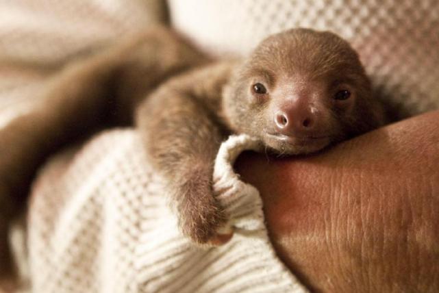 Sloths move very slowly, and the snake is accurate with one bite. Why ...