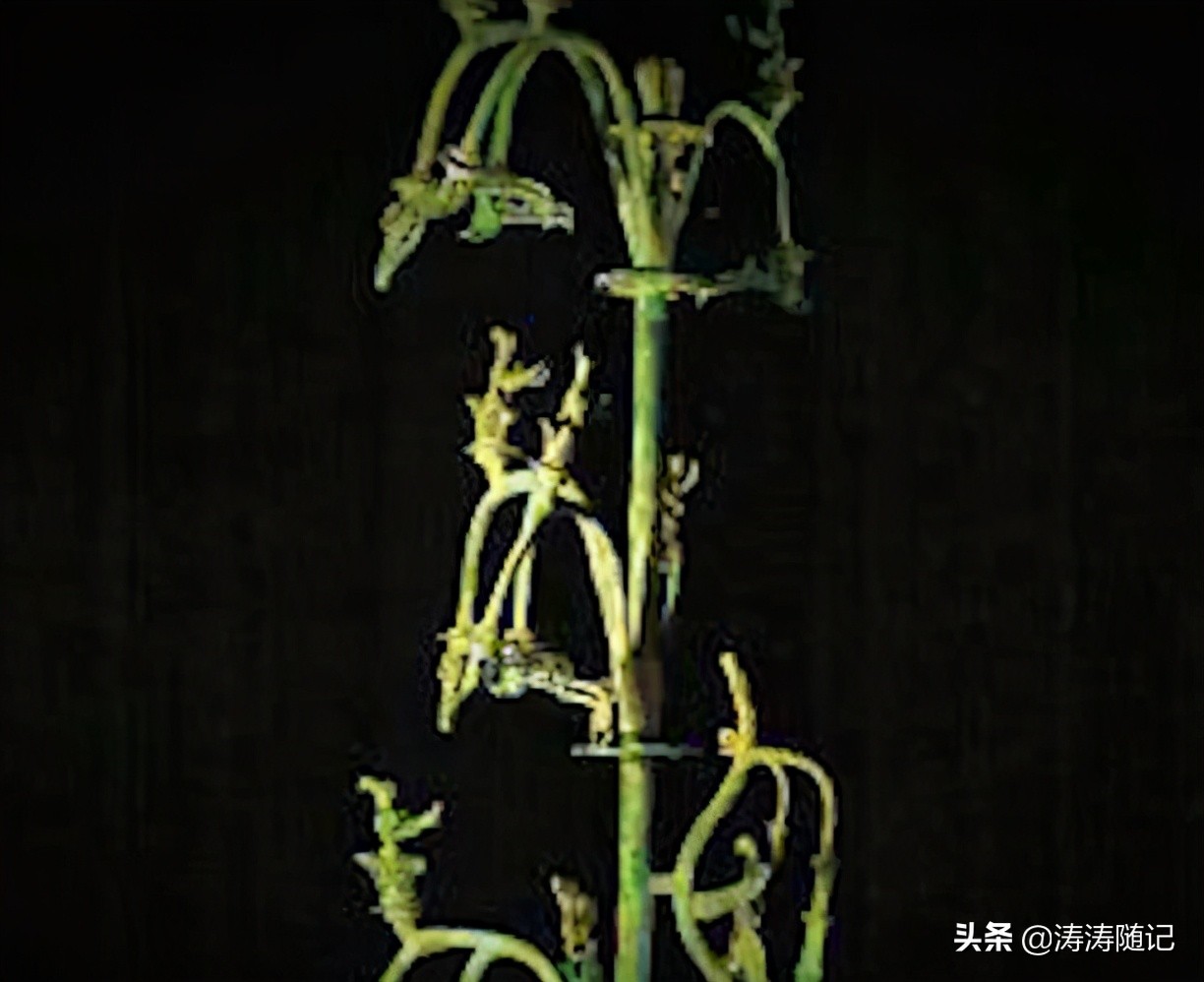 If the ancient god tree-Jianmu really existed, it would be more ...