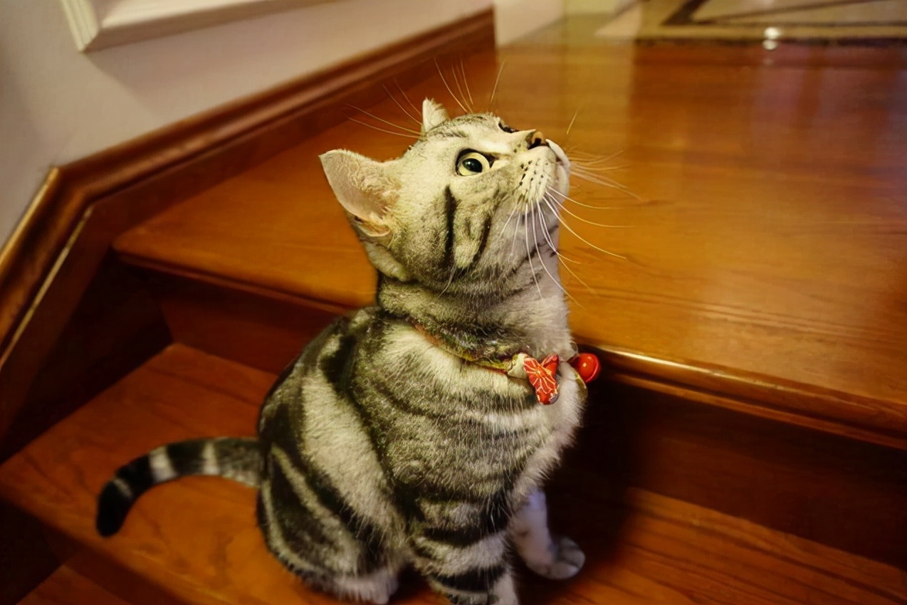 Why are there so few people raising "beautiful short cats"? - iNEWS