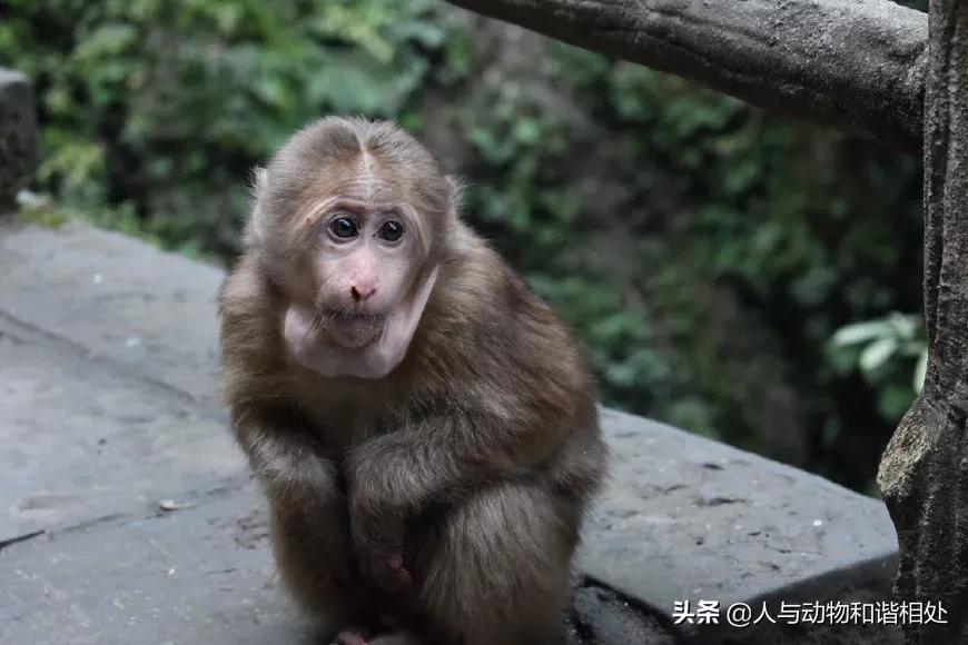 Which is the more popular golden monkey or Tibetan chief monkey? - iNEWS