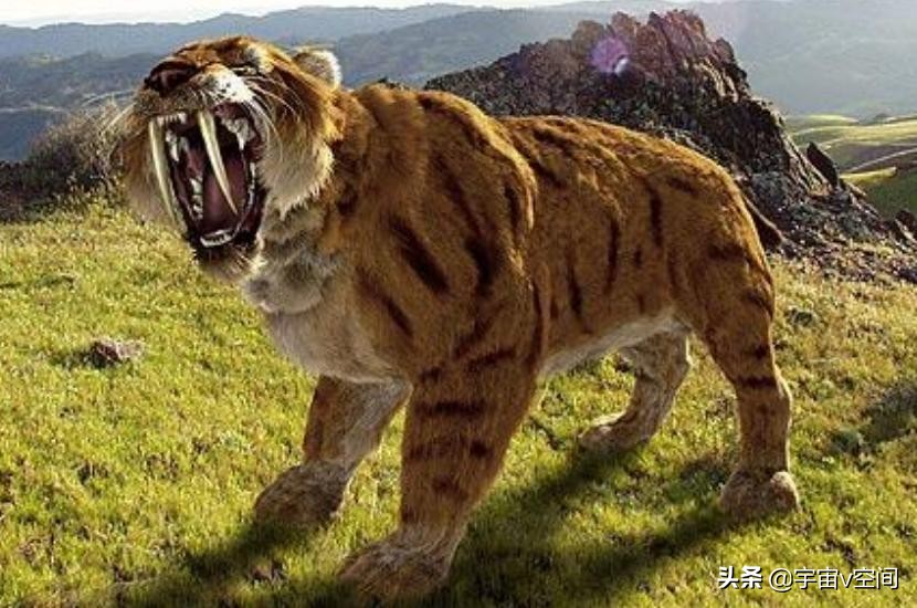 New research shows that after the saber-toothed tiger mammoth, another ...