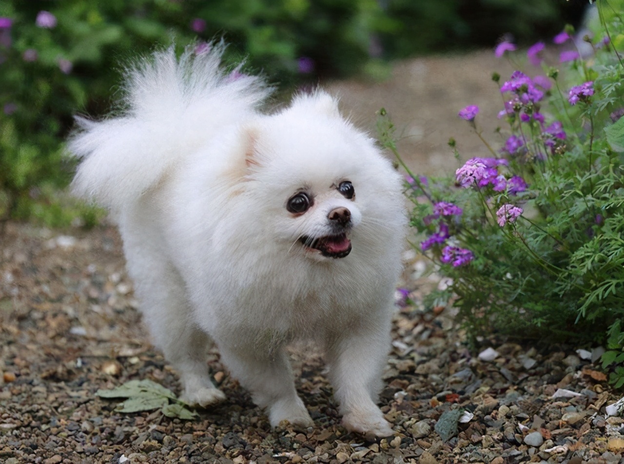 The friends who raised Bomei for the first time paid attention, these 6 ...