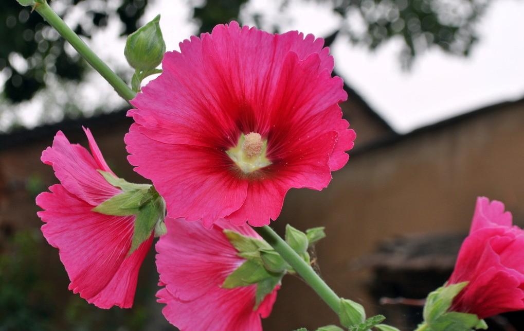 Hollyhock, a famous flower in Sichuan that was delayed by its powerful ...