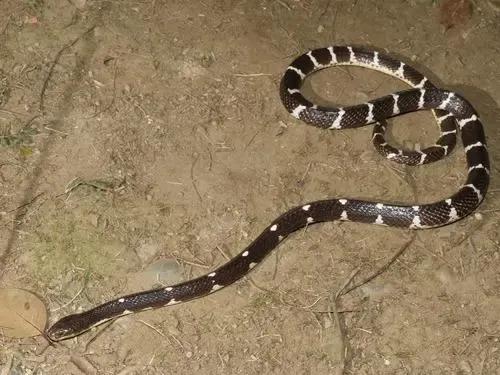 A Simple Book of Yunnan Venomous Snakes～Suzhen Ring Snake - iNEWS