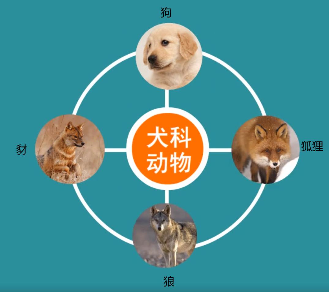 Do wolves wag their tails?The characteristics of the wolf clan ...