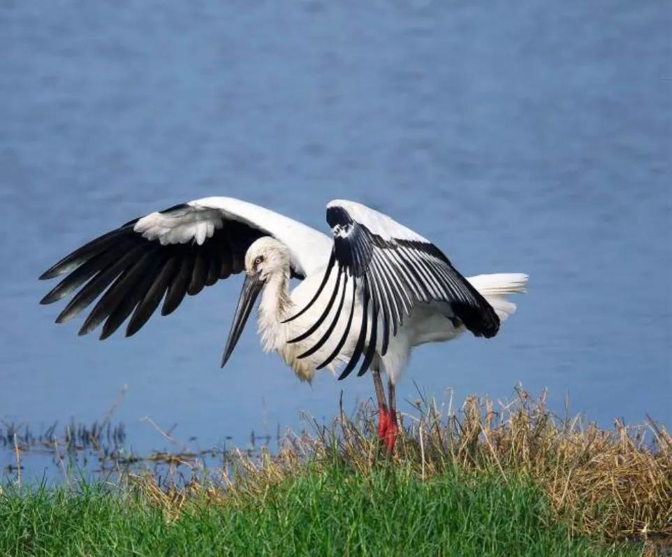 Stork's courtship behavior - iNEWS