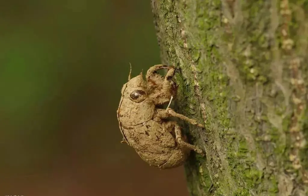 I finally know why Tang Seng is Jin Chanzi reincarnated - iNEWS
