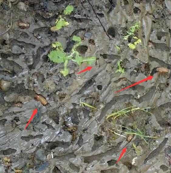 After 17 years of dormancy, billions of cicadas swept the United States ...