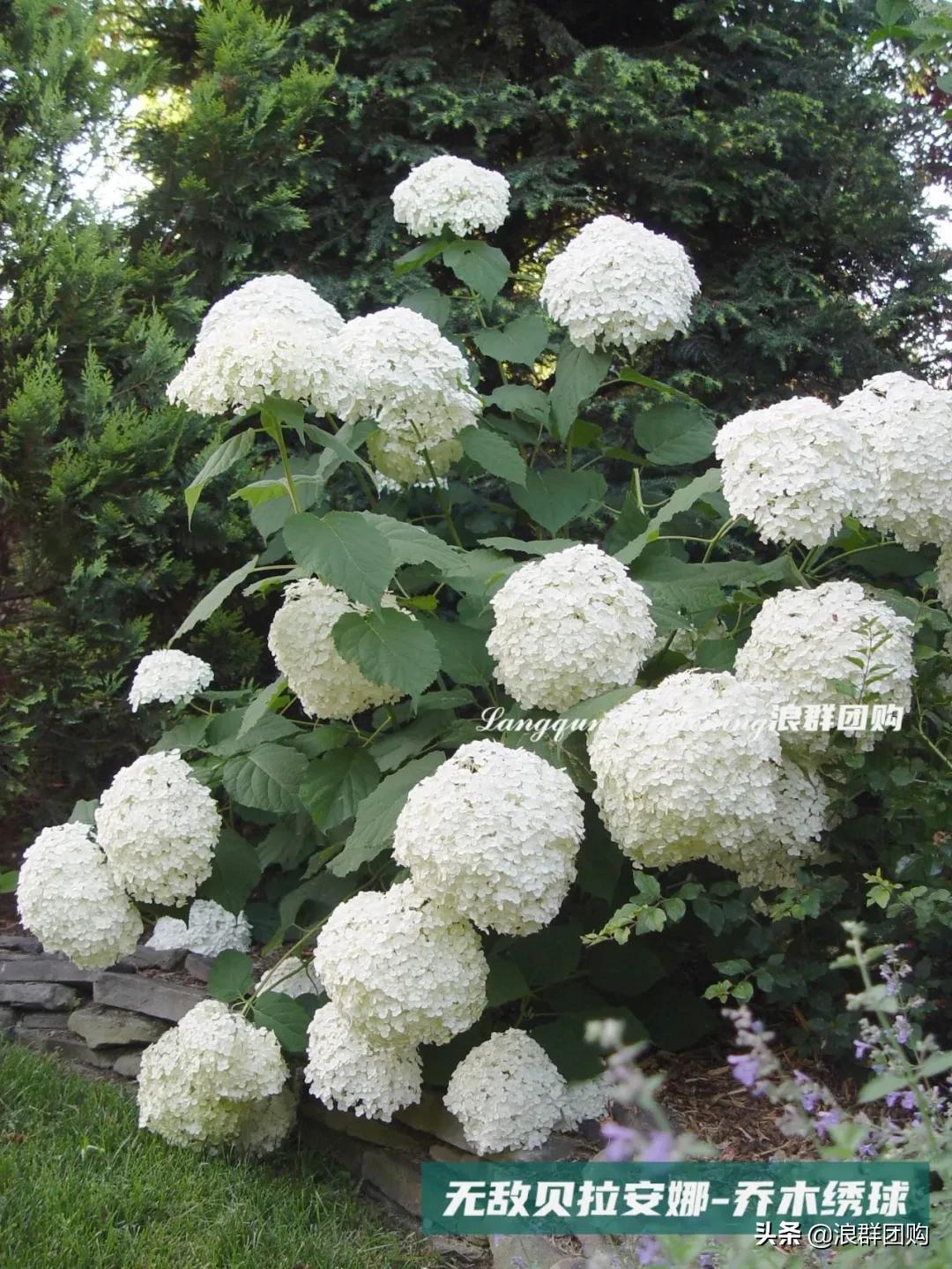 The most popular net red hydrangea invincible Bella Ana, pink Bella Ana ...