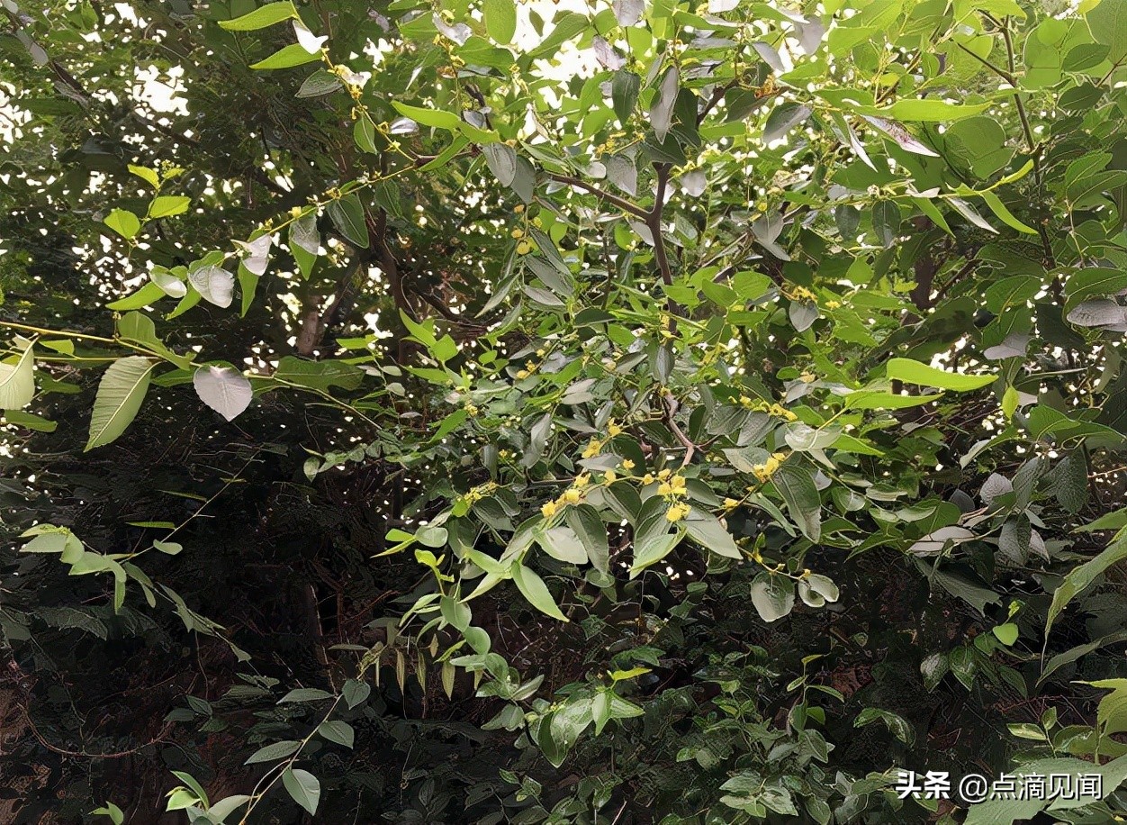 The Water Man-eater "Gu Diao" in the Book of Mountains and Seas-Reading ...