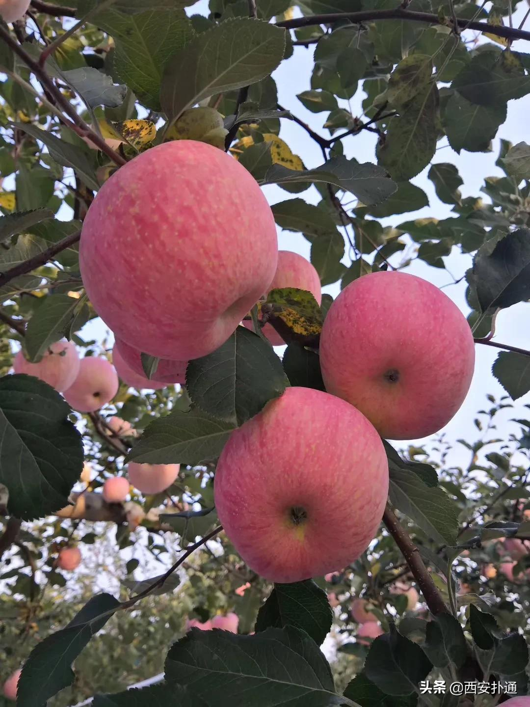 Pucheng, the best city I've been to - iNEWS