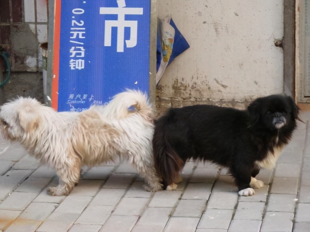 Do the native dogs become "conjoined" couples after mating?Forced to be ...
